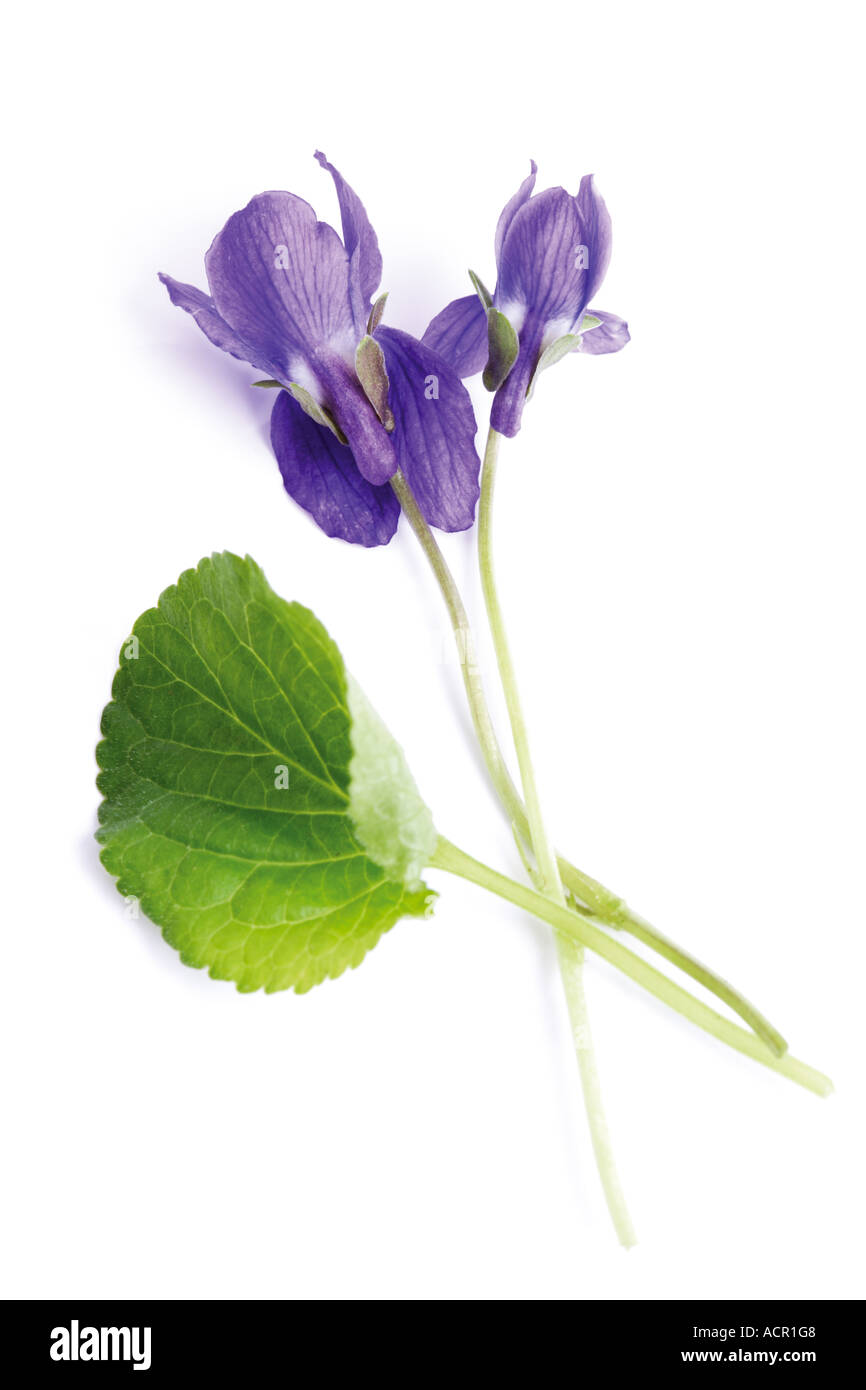 Viola blooms Cut Out Stock Images & Pictures - Alamy