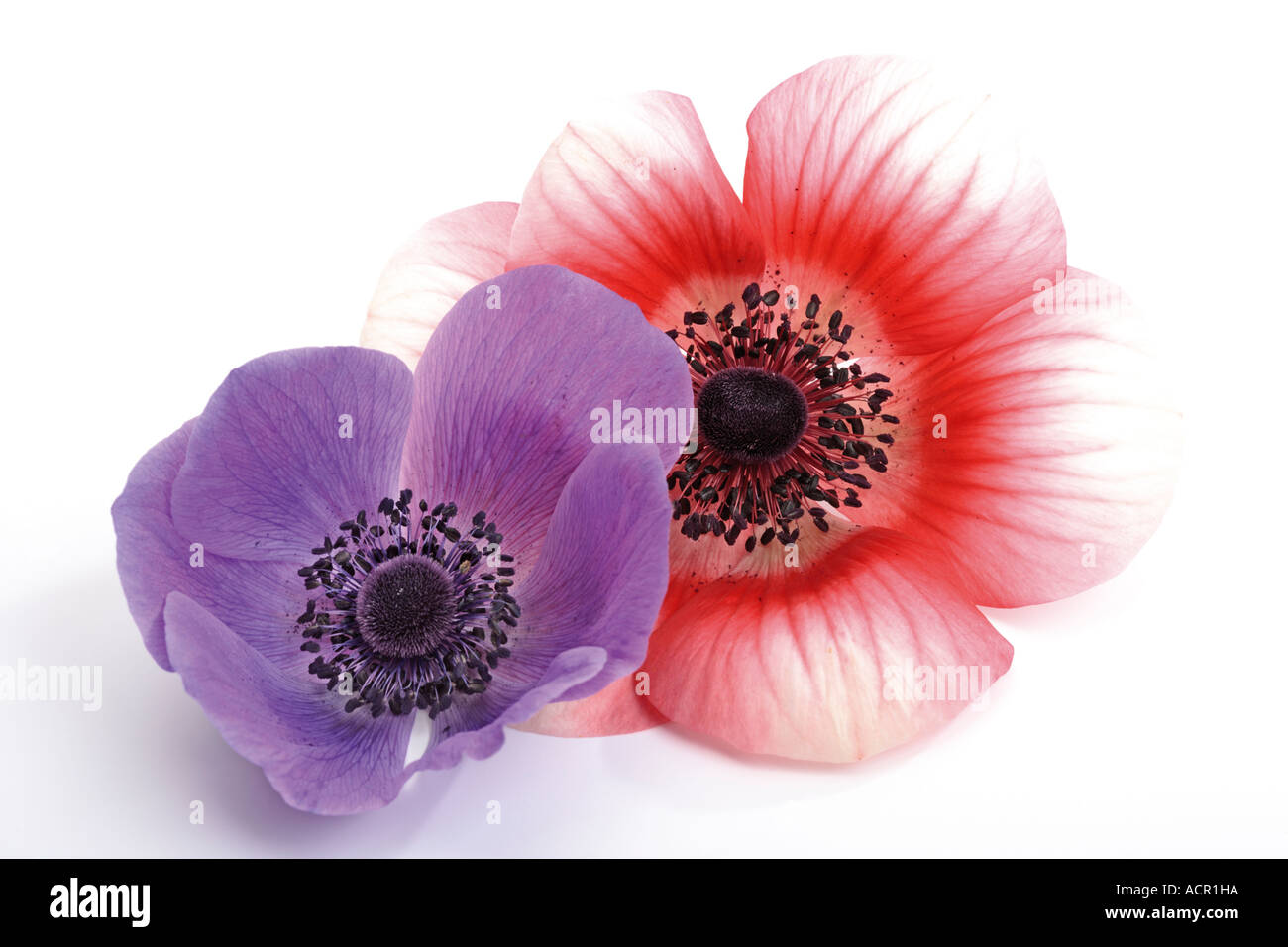 Anemonen hi-res stock photography and images - Alamy