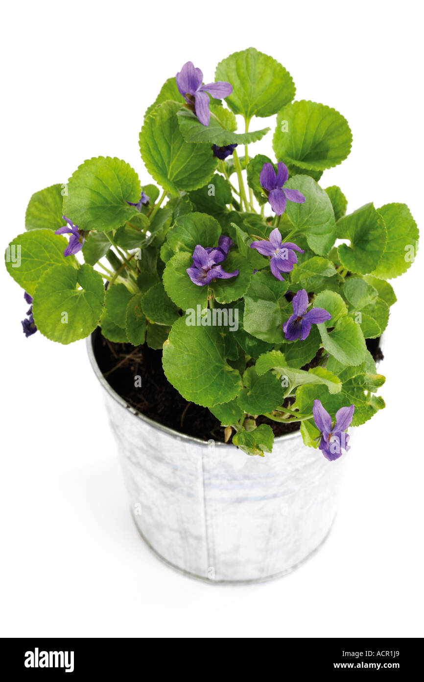 Image of viola odorata flowers hi-res stock photography and images - Alamy