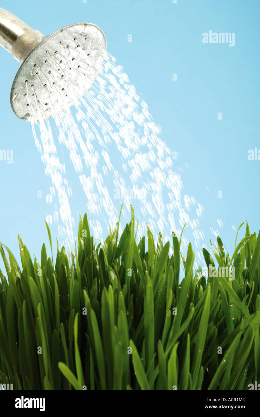 Grass being watered, close-up Stock Photo - Alamy