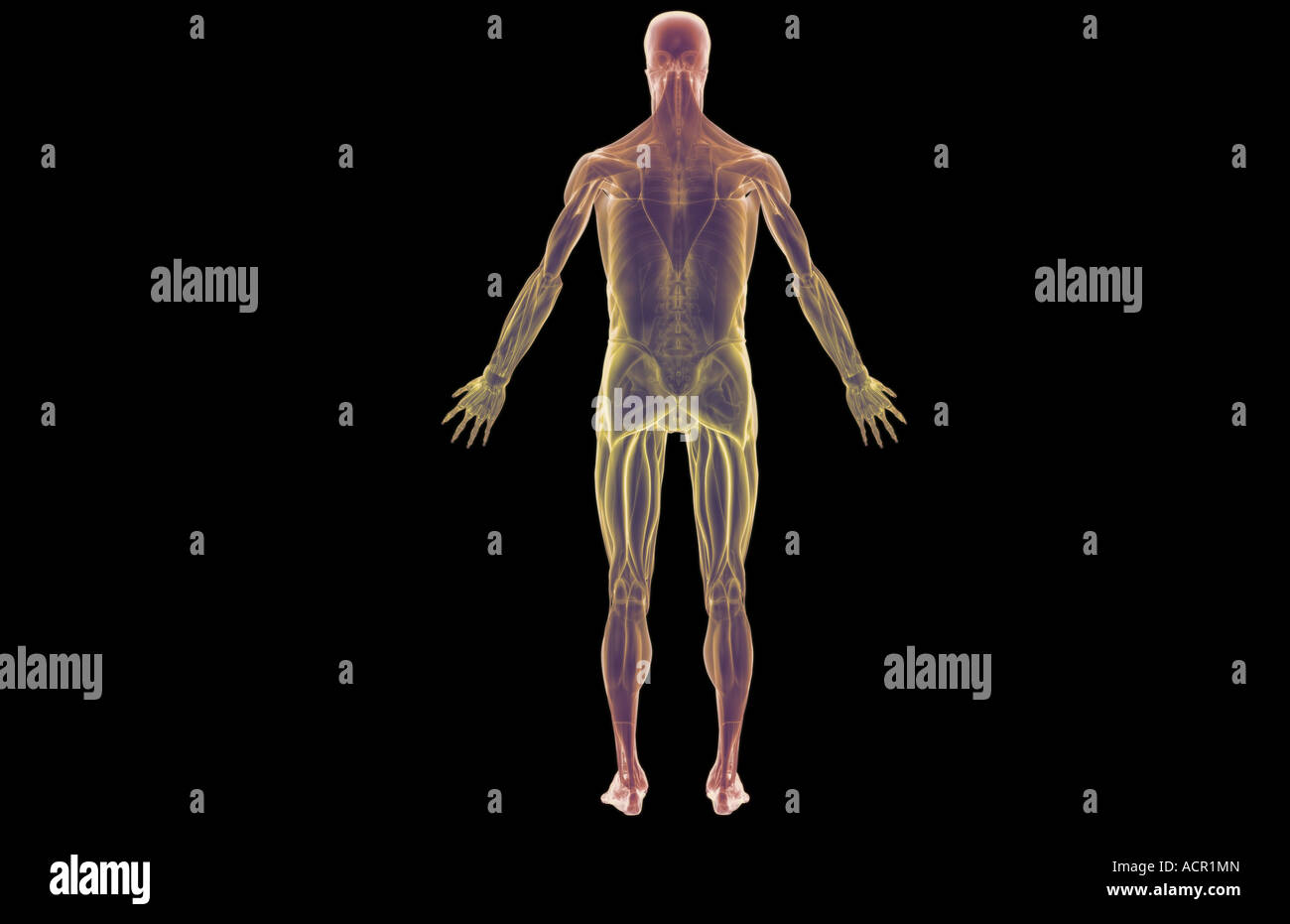 The muscular system Stock Photo - Alamy
