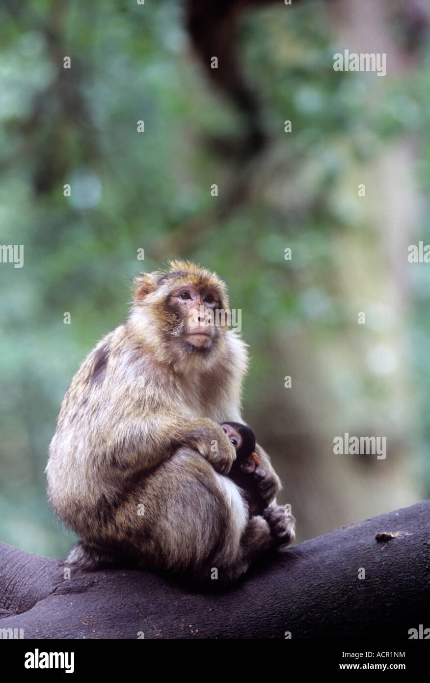 Barbary macaque mother with infant at the Monkey Forest, Trentham ...