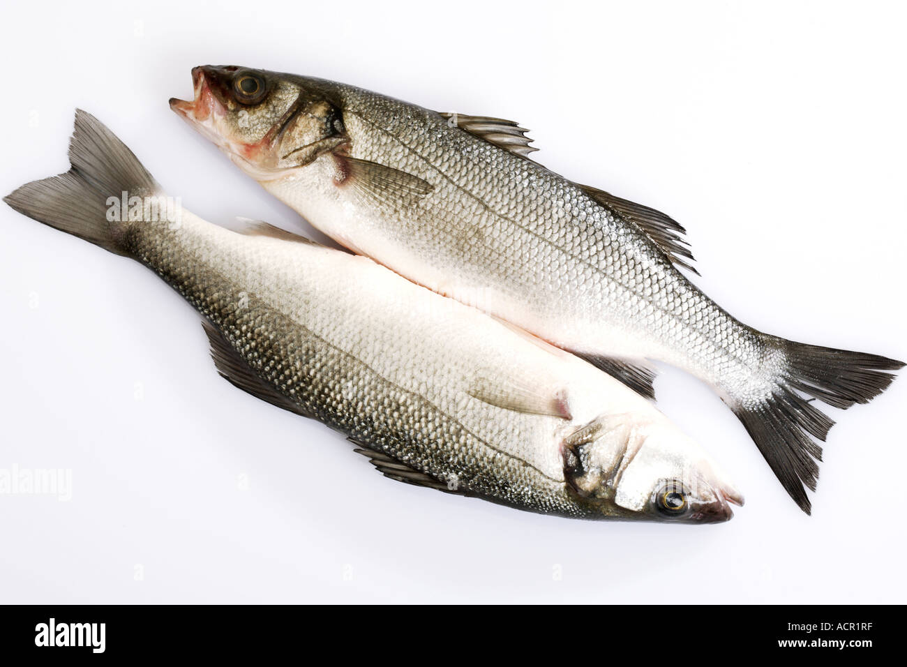 Wolfsbarsch hi-res stock photography and images - Alamy