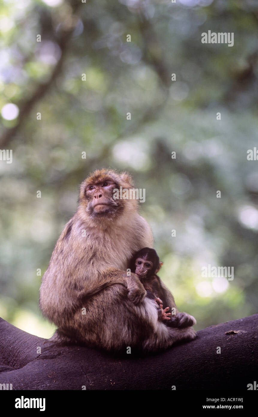 Barbary macaque mother with infant at the Monkey Forest Trentham Stoke ...