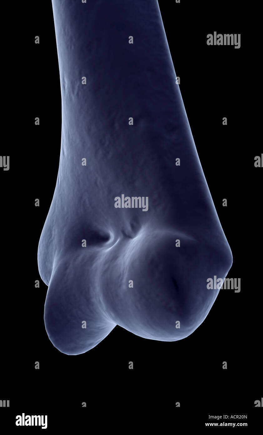 Coronoid fossa hi-res stock photography and images - Alamy