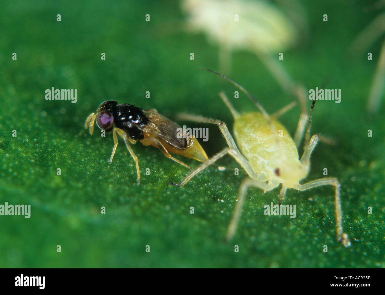 Parasitoid wasp Aphelinus abdominalis laying her eggs in a potato aphid ...