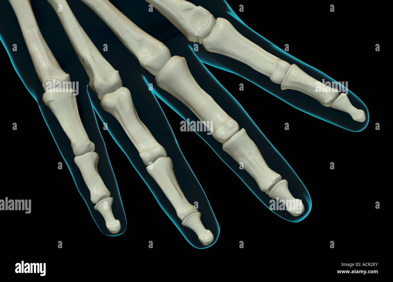 The bones of the fingers Stock Photo - Alamy
