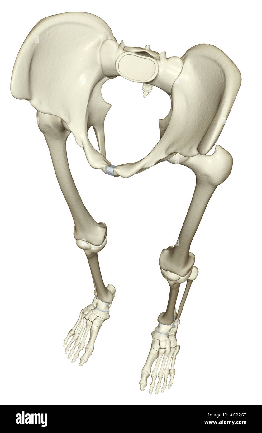 The bones of the lower body Stock Photo - Alamy