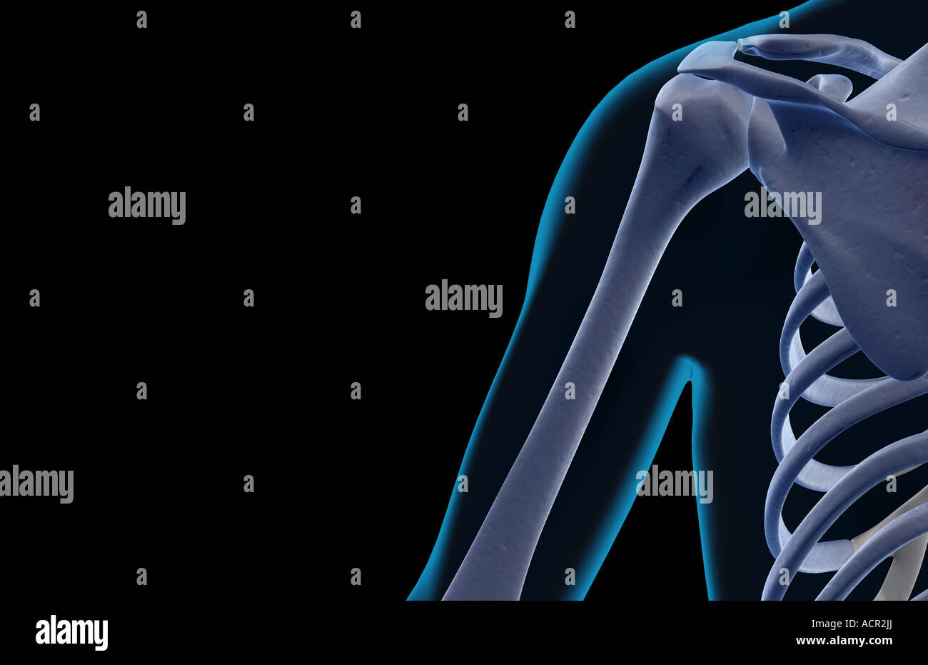 The bones of the shoulder Stock Photo - Alamy