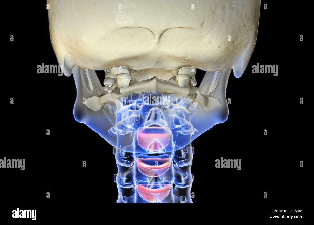 The bones of the neck Stock Photo - Alamy