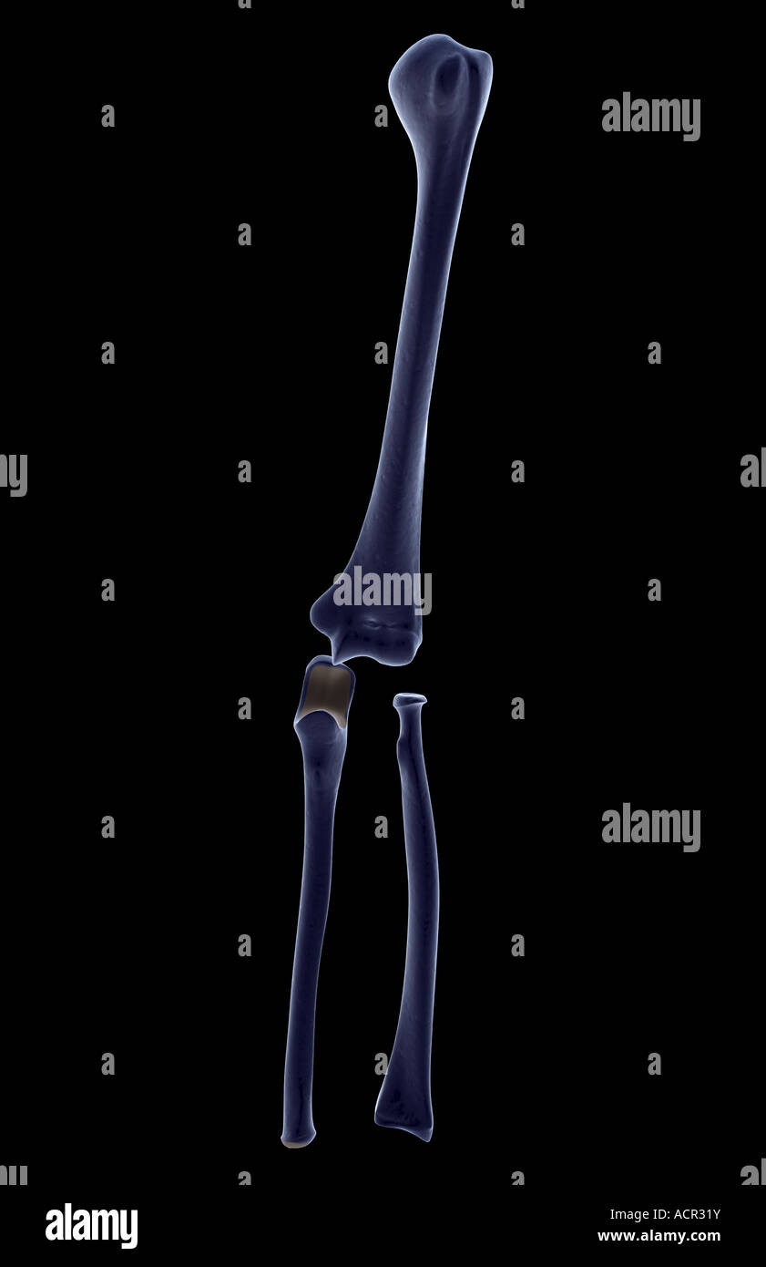 Coronoid fossa hi-res stock photography and images - Alamy