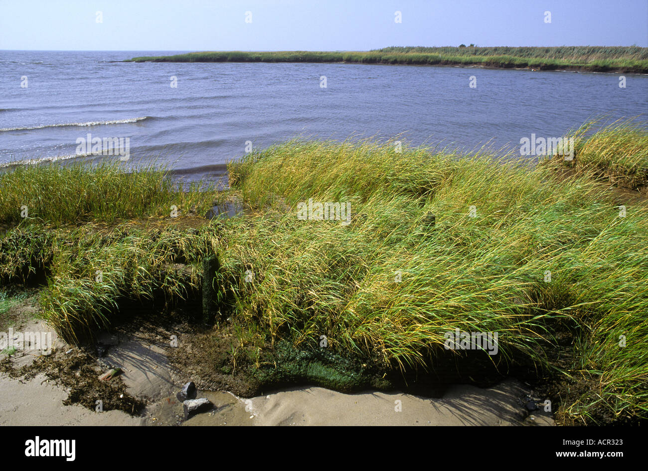 Jersey wetlands hi-res stock photography and images - Alamy