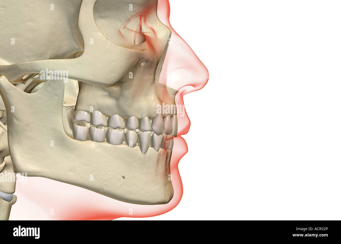 The bones of the jaw Stock Photo - Alamy