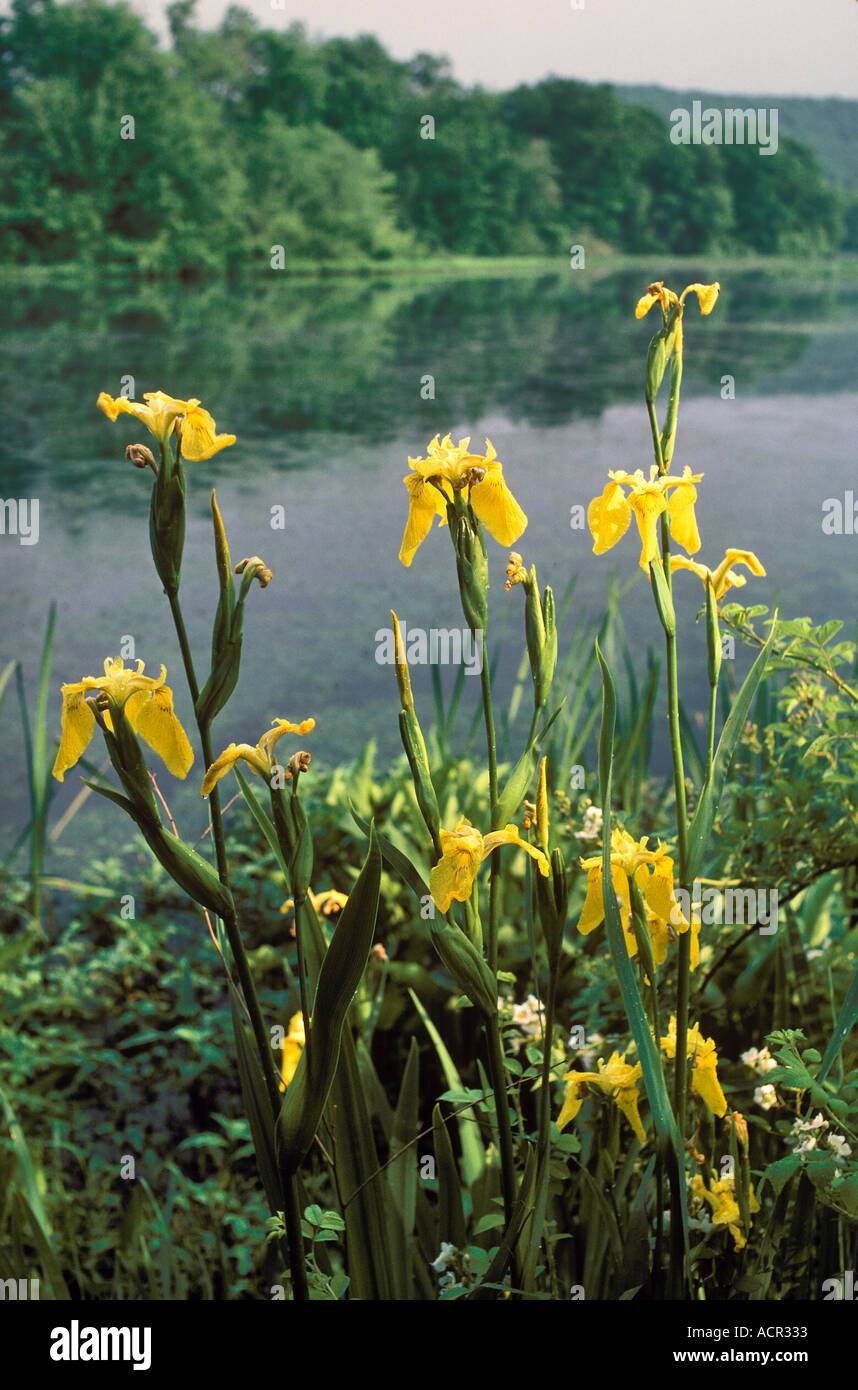 Succasunna river hi-res stock photography and images - Alamy