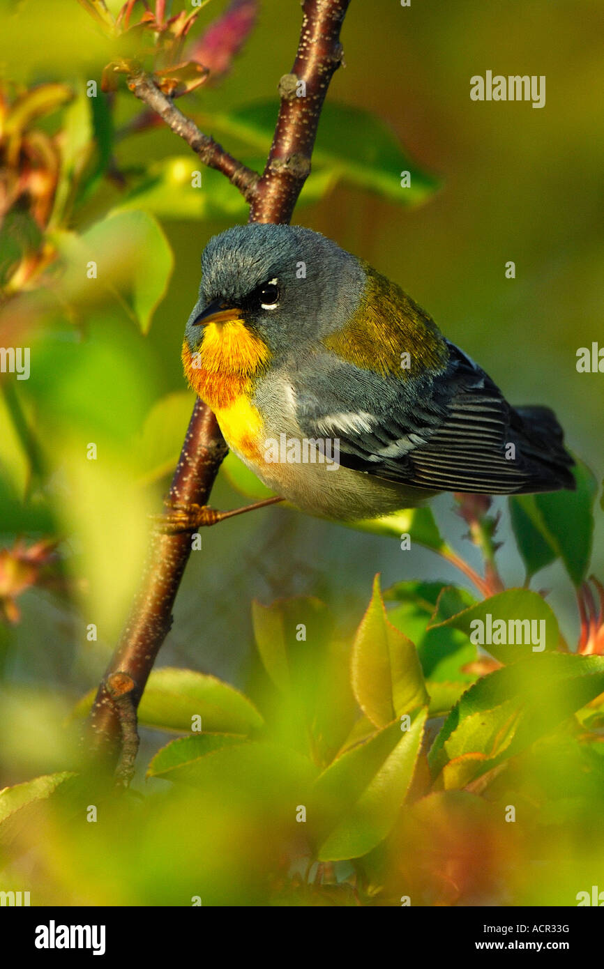 Northern parula warbler (Parula americana Stock Photo - Alamy