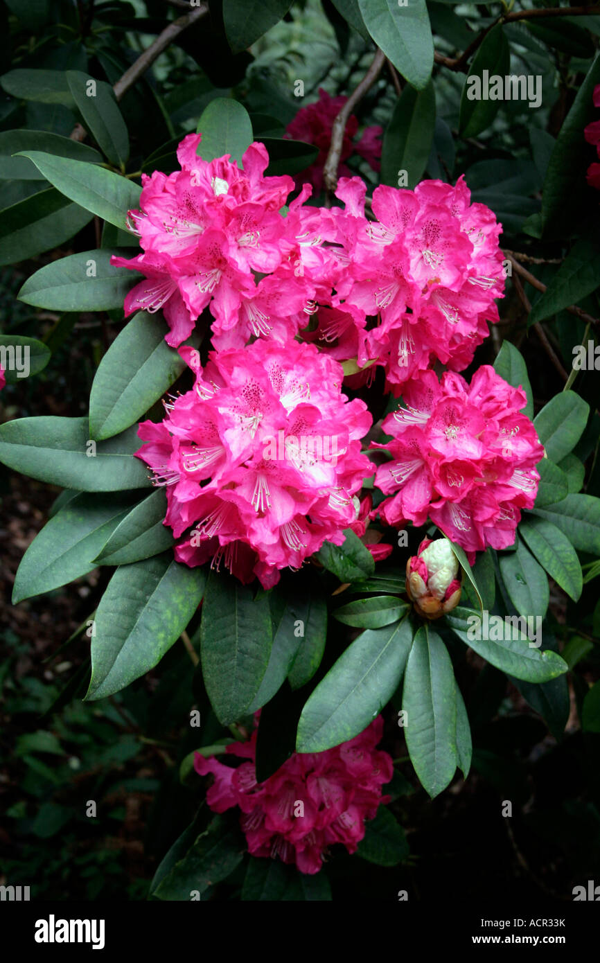 RHODODENDRON ARBOREUM. AZALEA. ERICACEAE Stock Photo - Alamy