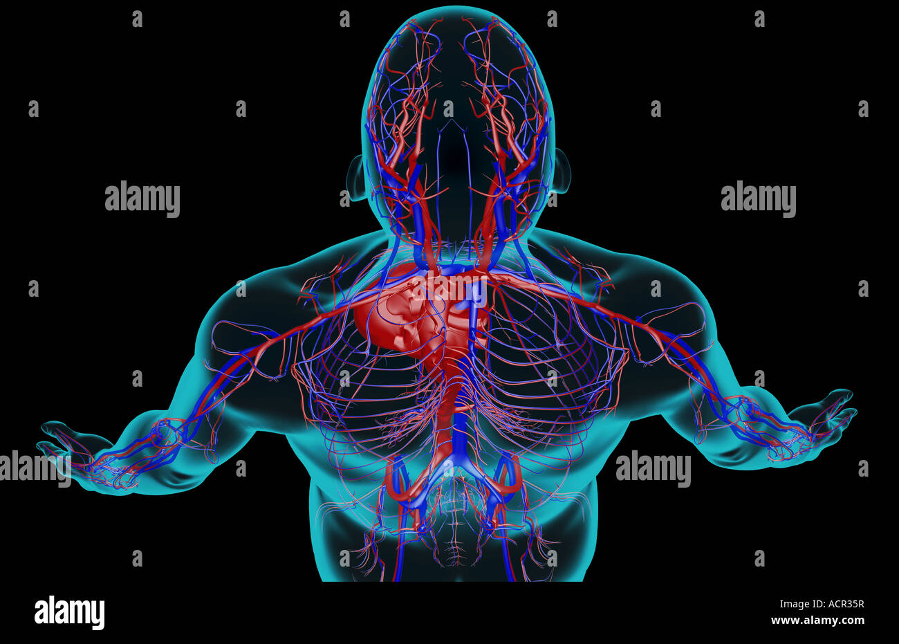 Blood vessels of head hi-res stock photography and images - Alamy