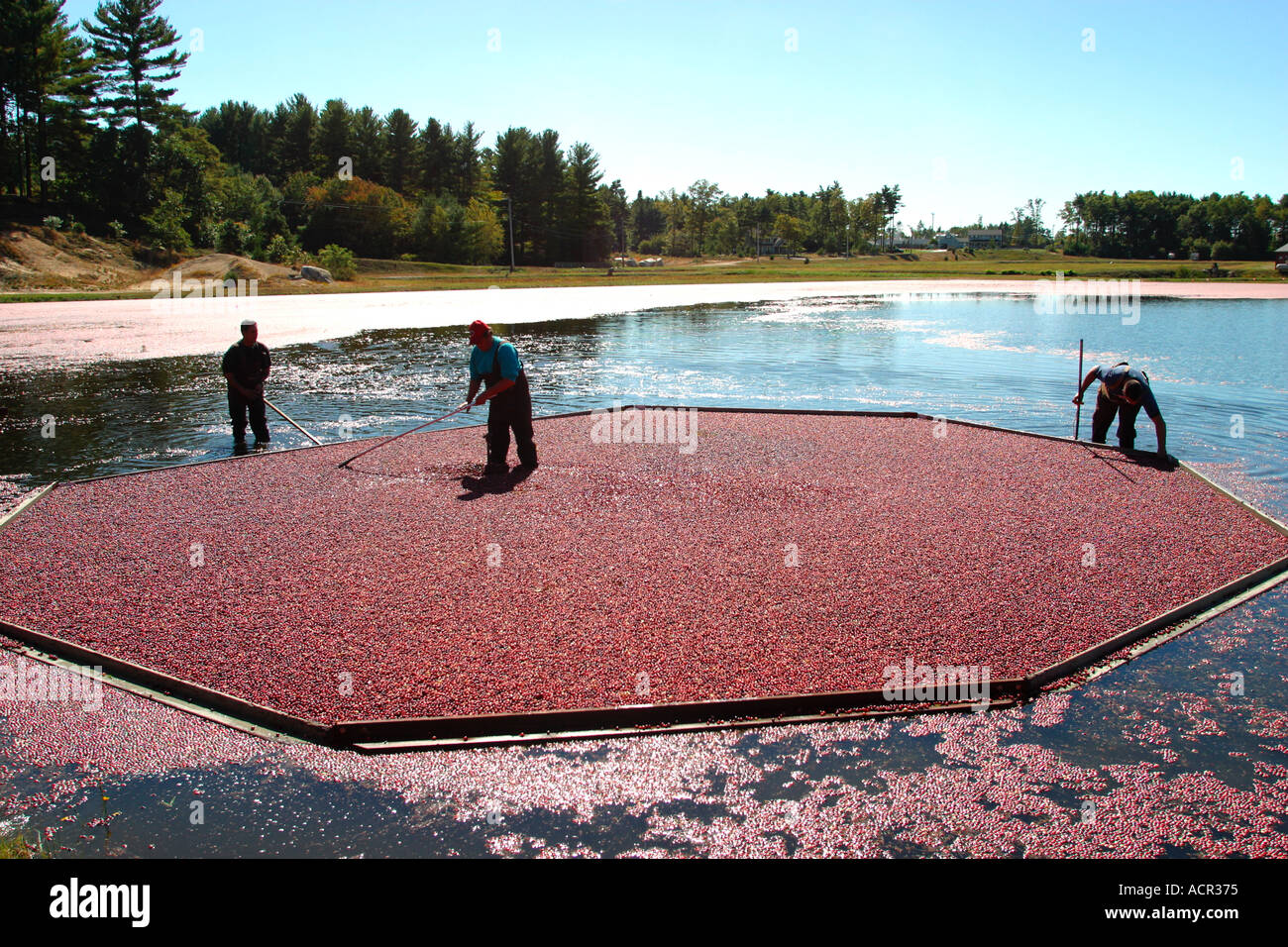 Carver cranberry hi-res stock photography and images - Alamy