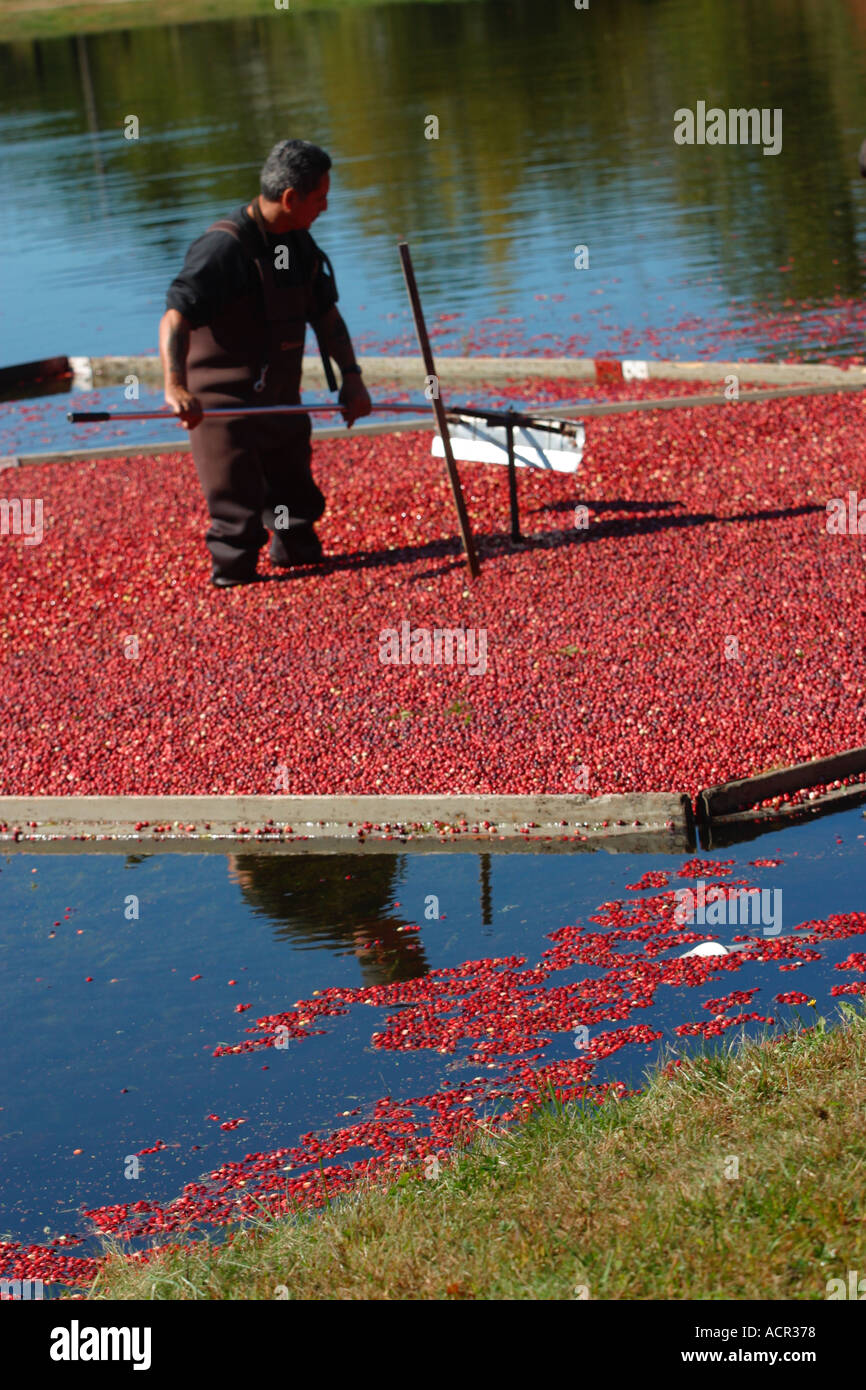 Carver cranberry hi-res stock photography and images - Alamy