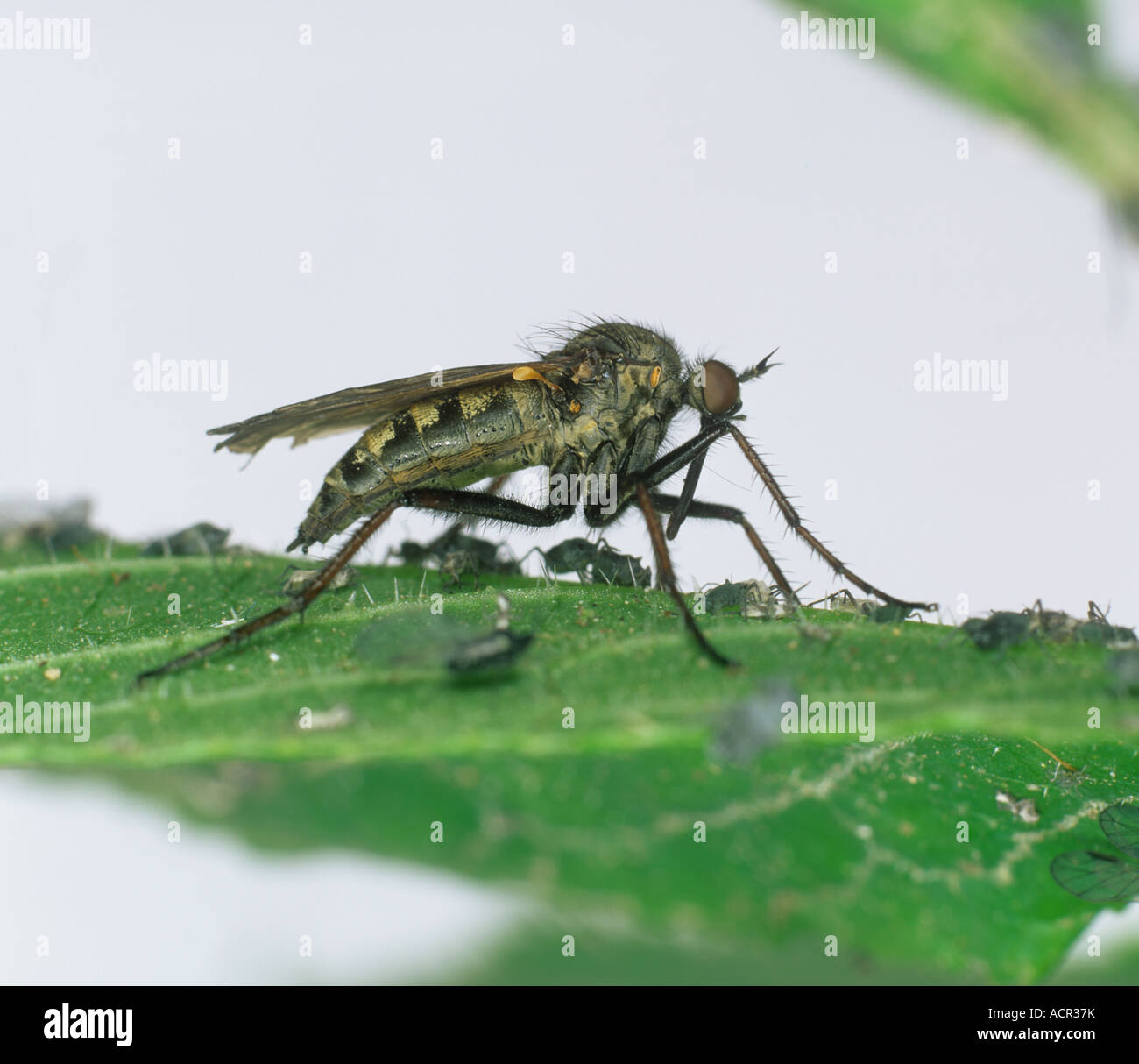 Empid fly Empis tesselata predatory fly with aphids Stock Photo - Alamy