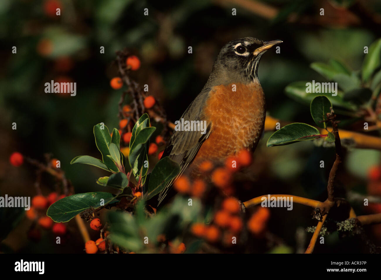 American robins oregon hi-res stock photography and images - Alamy