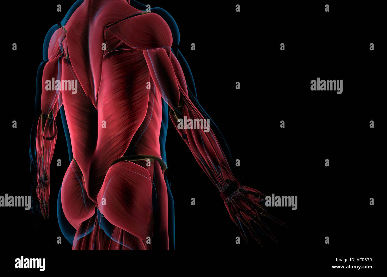 The muscles of the trunk Stock Photo - Alamy