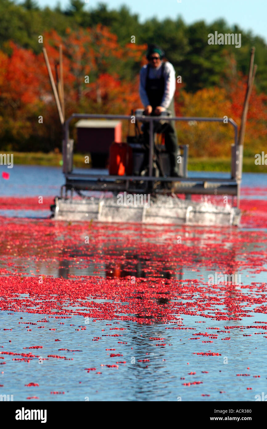 Carver Cranberry Stock Photos & Carver Cranberry Stock Images - Alamy