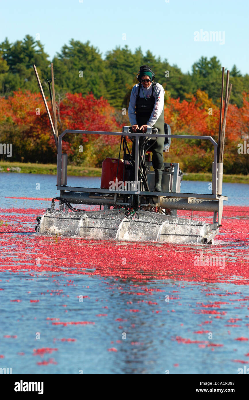 Carver cranberry hi-res stock photography and images - Alamy