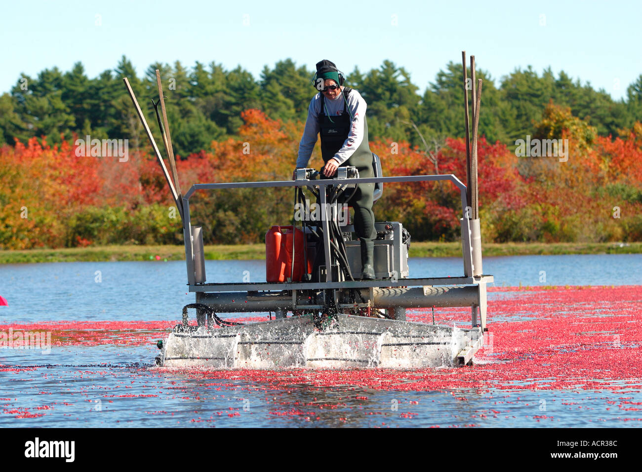 Carver cranberry hi-res stock photography and images - Alamy