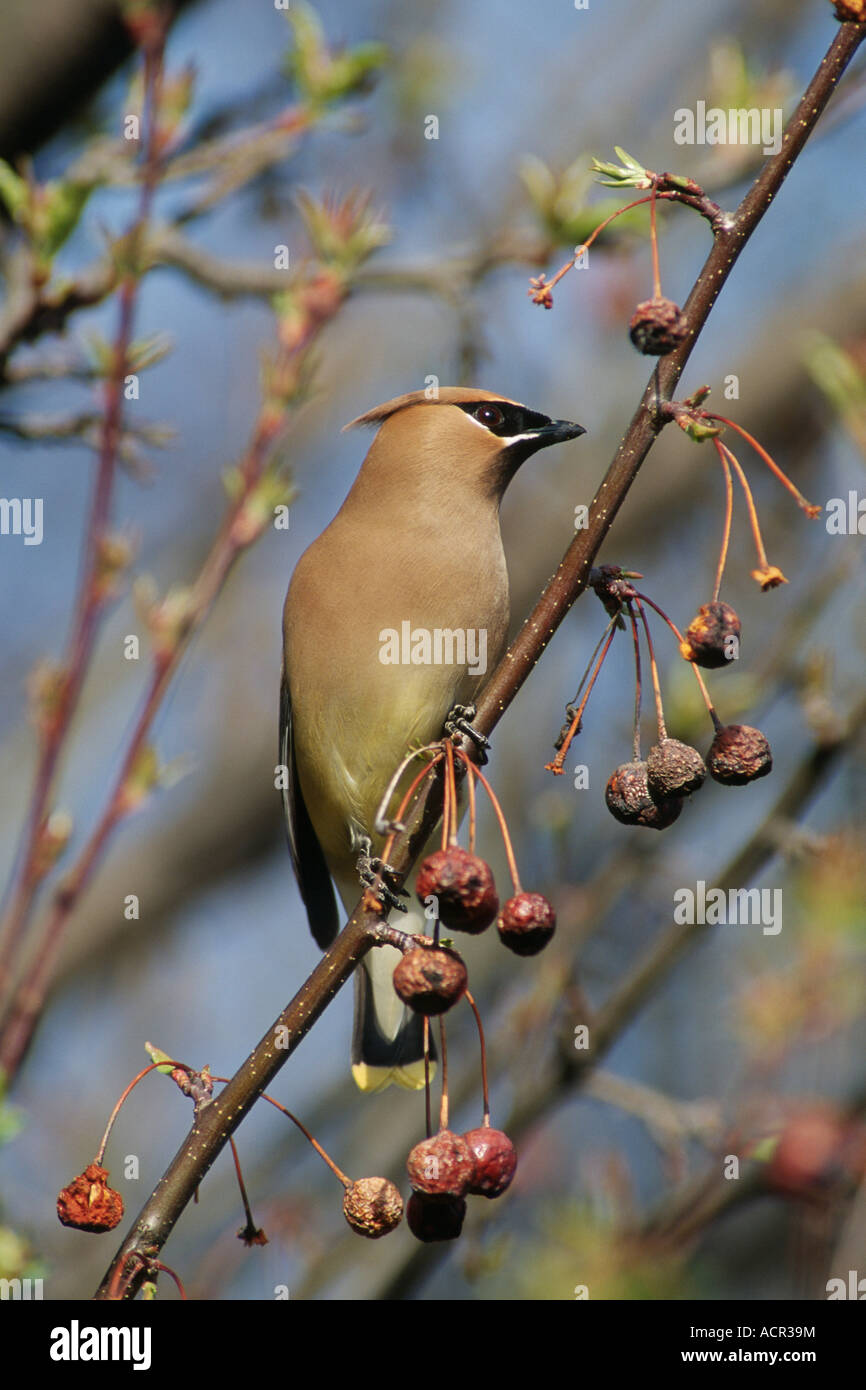 Cedar Waxwing (Bombycilla cedrorum Stock Photo - Alamy
