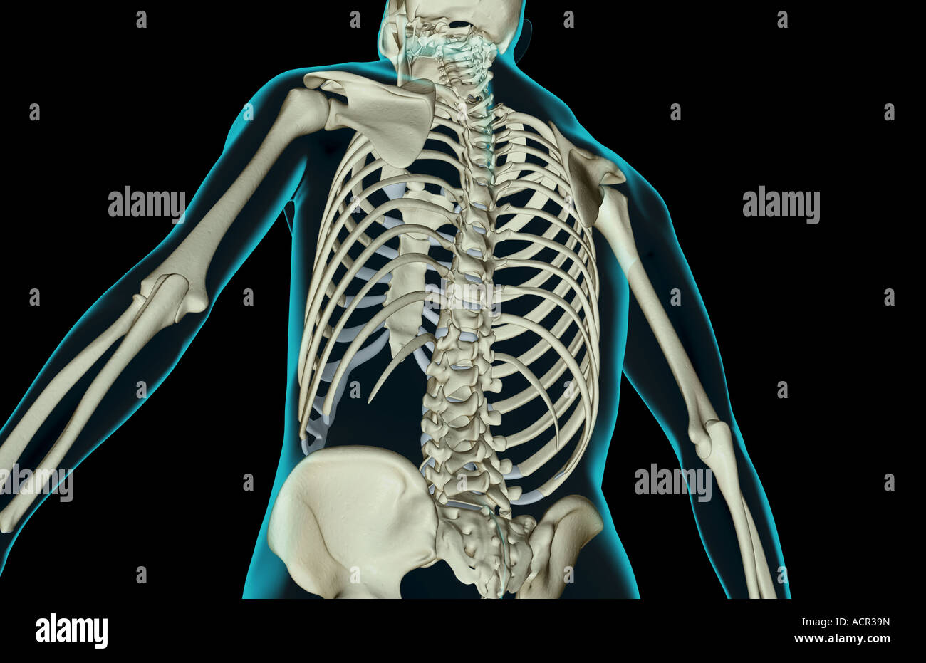 The bones of the upper body Stock Photo - Alamy