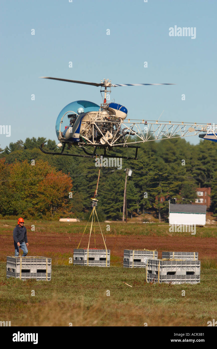 Autumn Cranberry Harvest Carver Massachusetts Stock Photo - Alamy