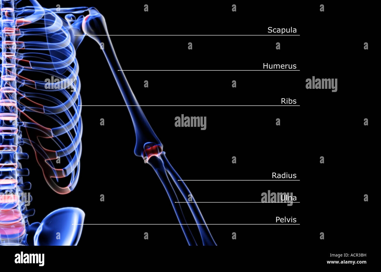 The bones of the upper limb Stock Photo - Alamy
