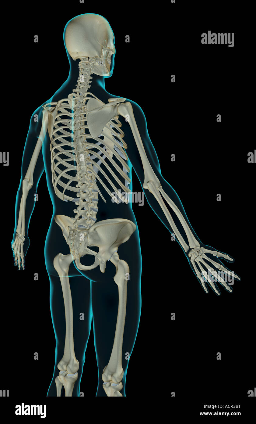 The bones of the upper body Stock Photo - Alamy