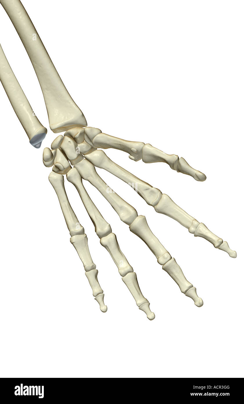 The bones of the hand Stock Photo - Alamy