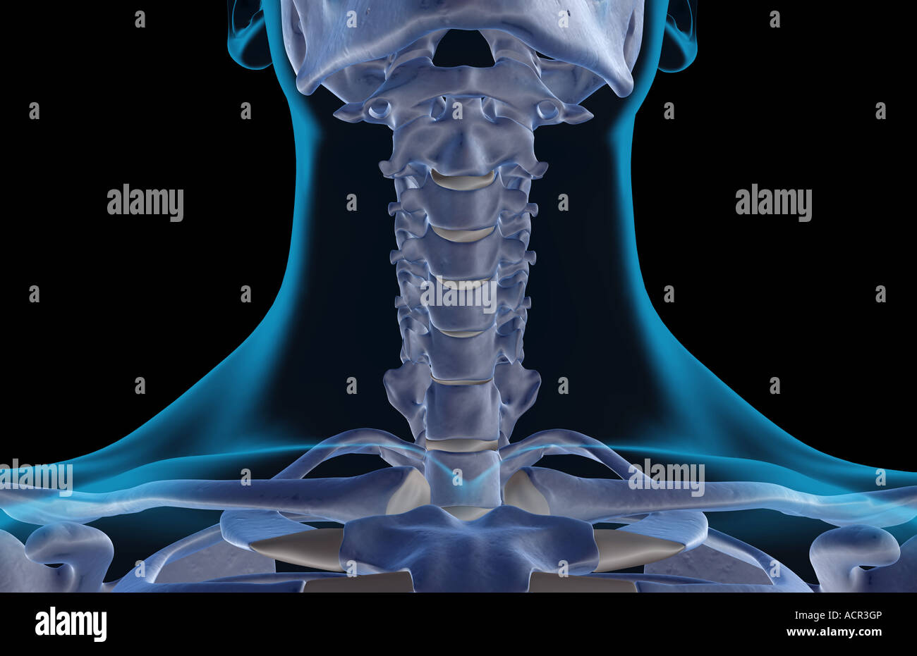 The bones of the neck Stock Photo - Alamy