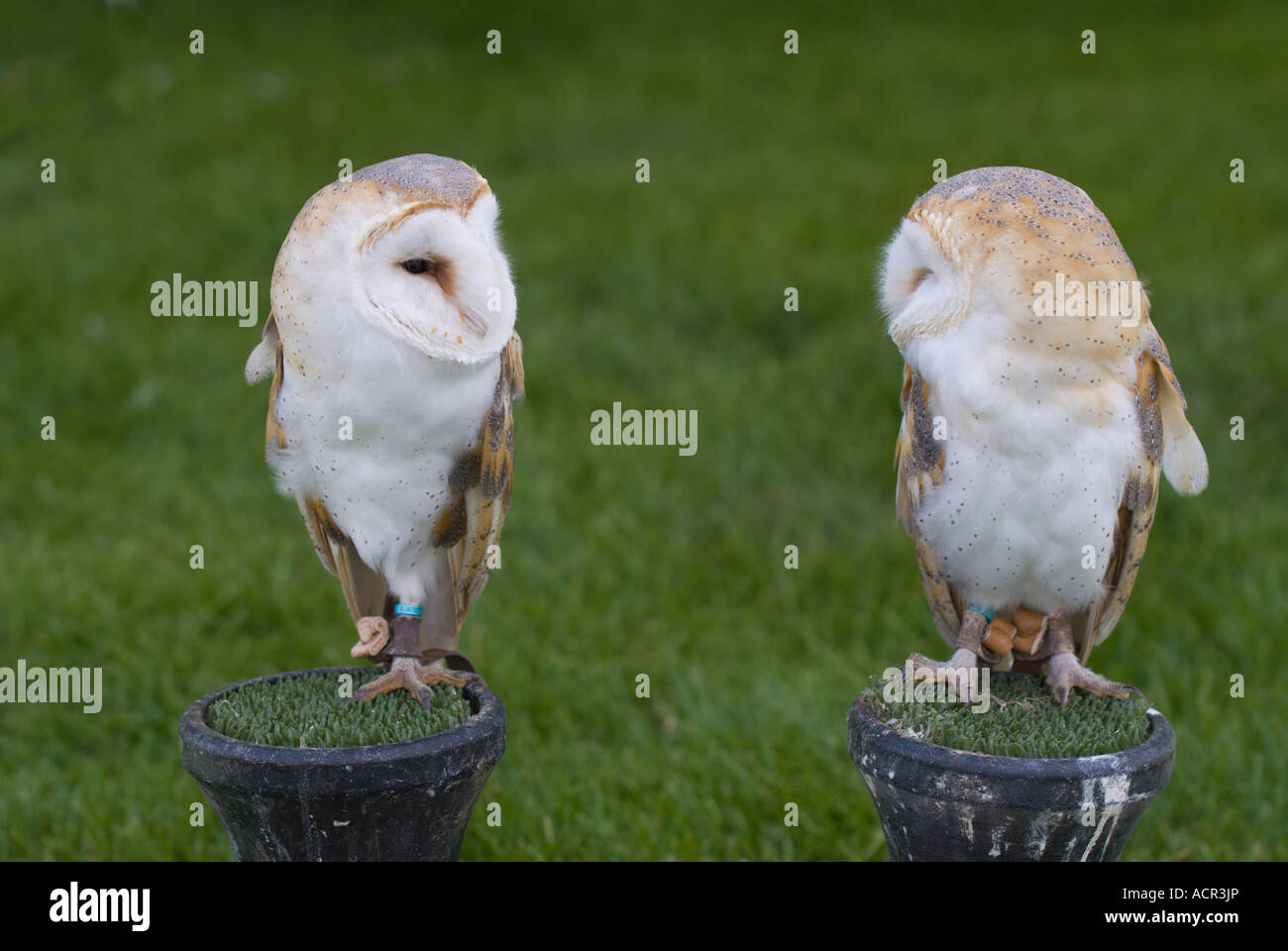 Border Show Kelso 2007 two barn owls together Stock Photo - Alamy