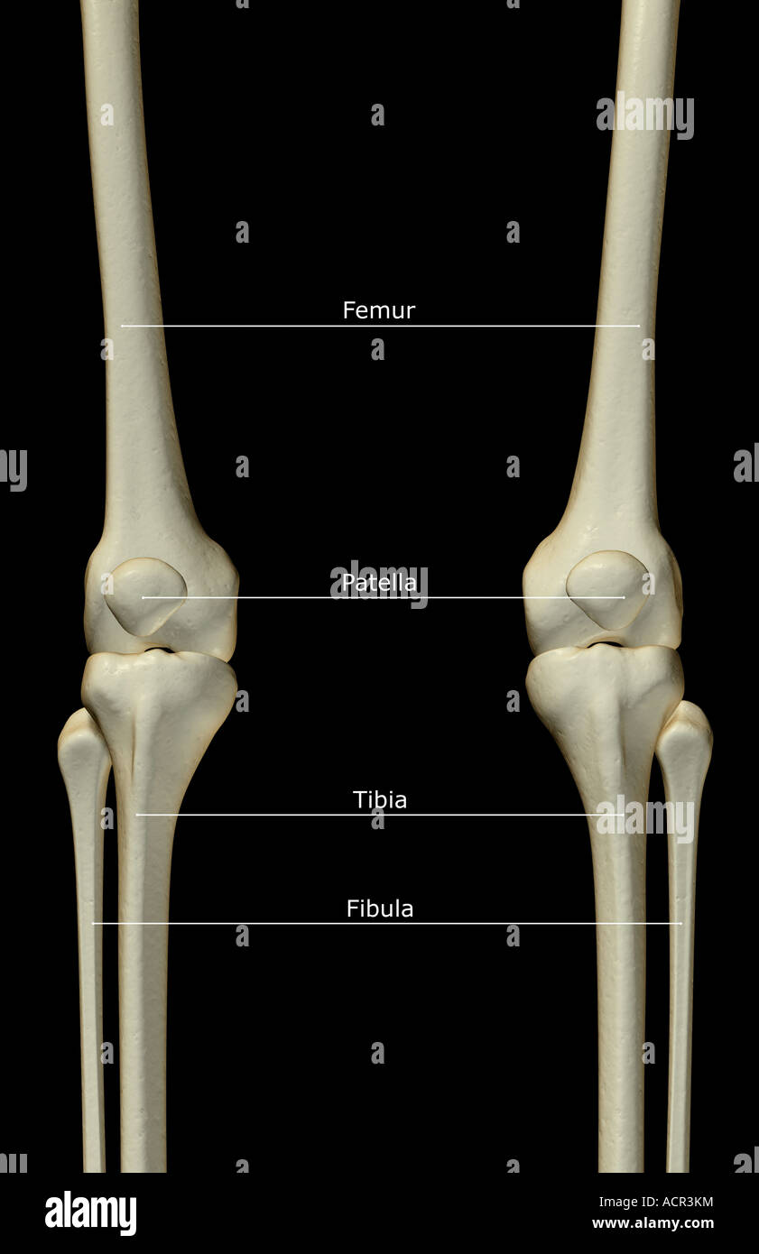 The bones of the knee Stock Photo - Alamy