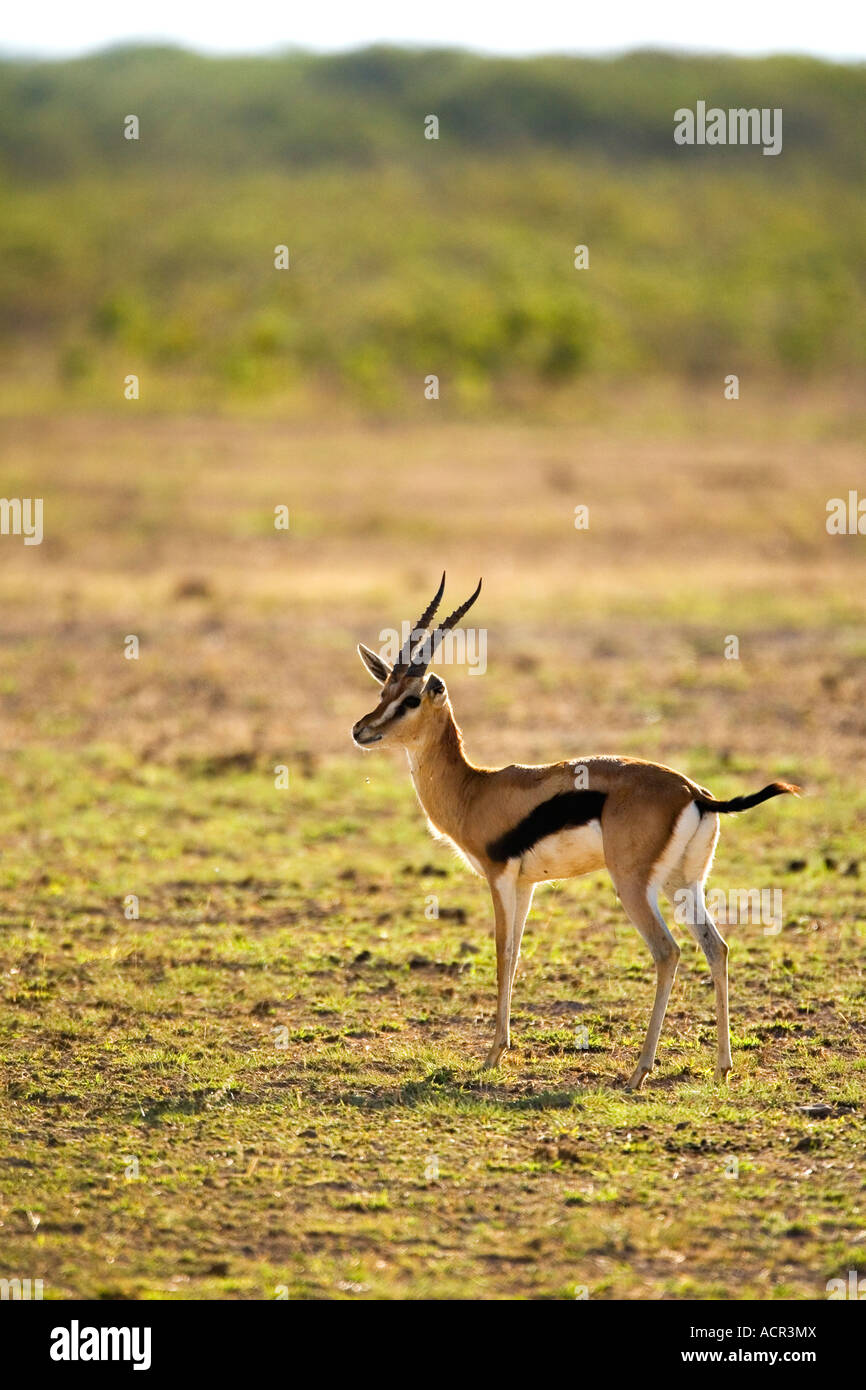 Thomsons Thomson's gazelle Gazella thomsonii antelope on savannah ...