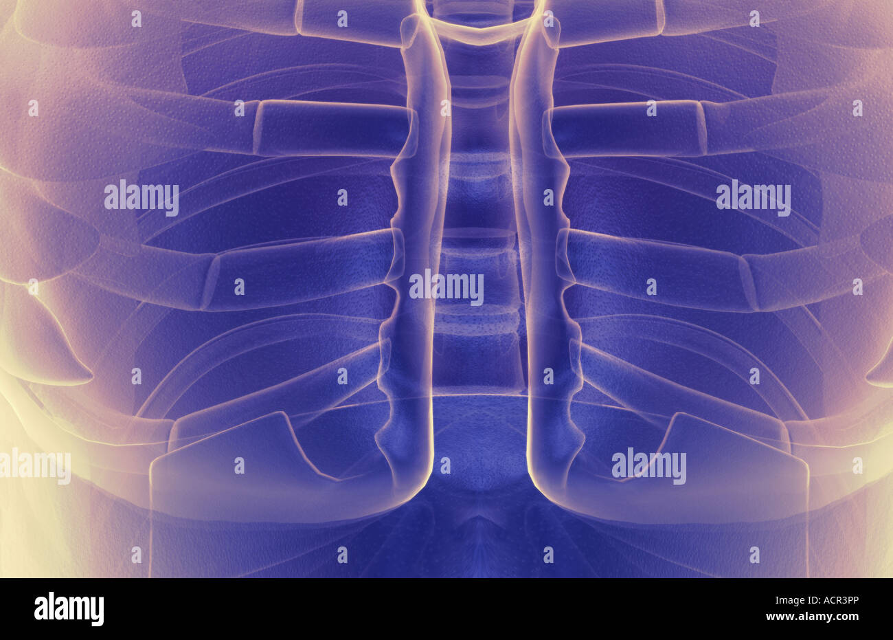 The muscles relative to the sternum Stock Photo - Alamy