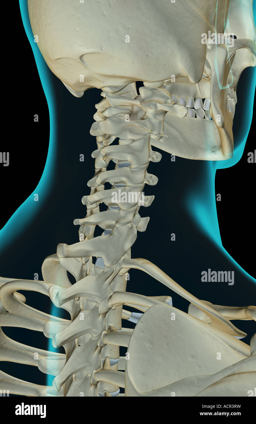 The bones of the neck Stock Photo - Alamy