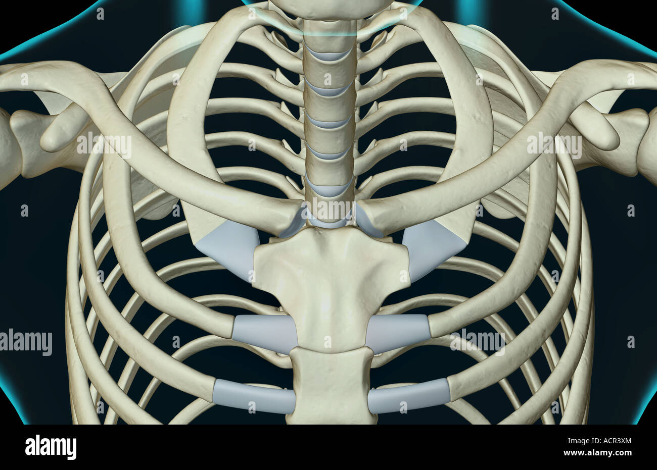 The bones of the upper body Stock Photo - Alamy