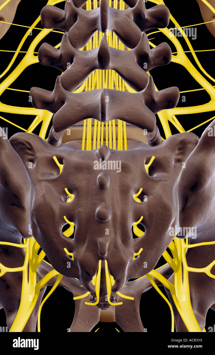 Cauda equina hi-res stock photography and images - Alamy