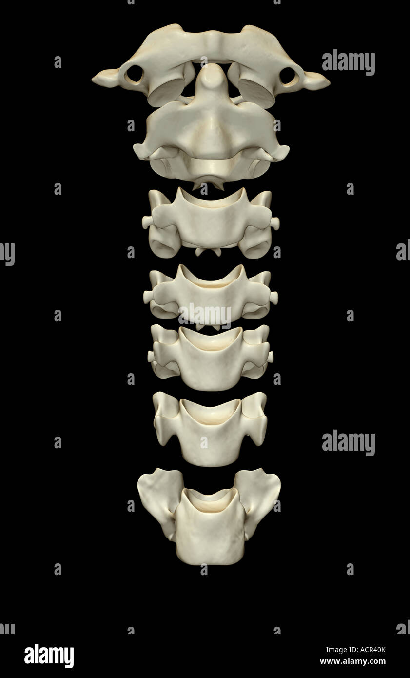 The cervical vertebrae Stock Photo - Alamy