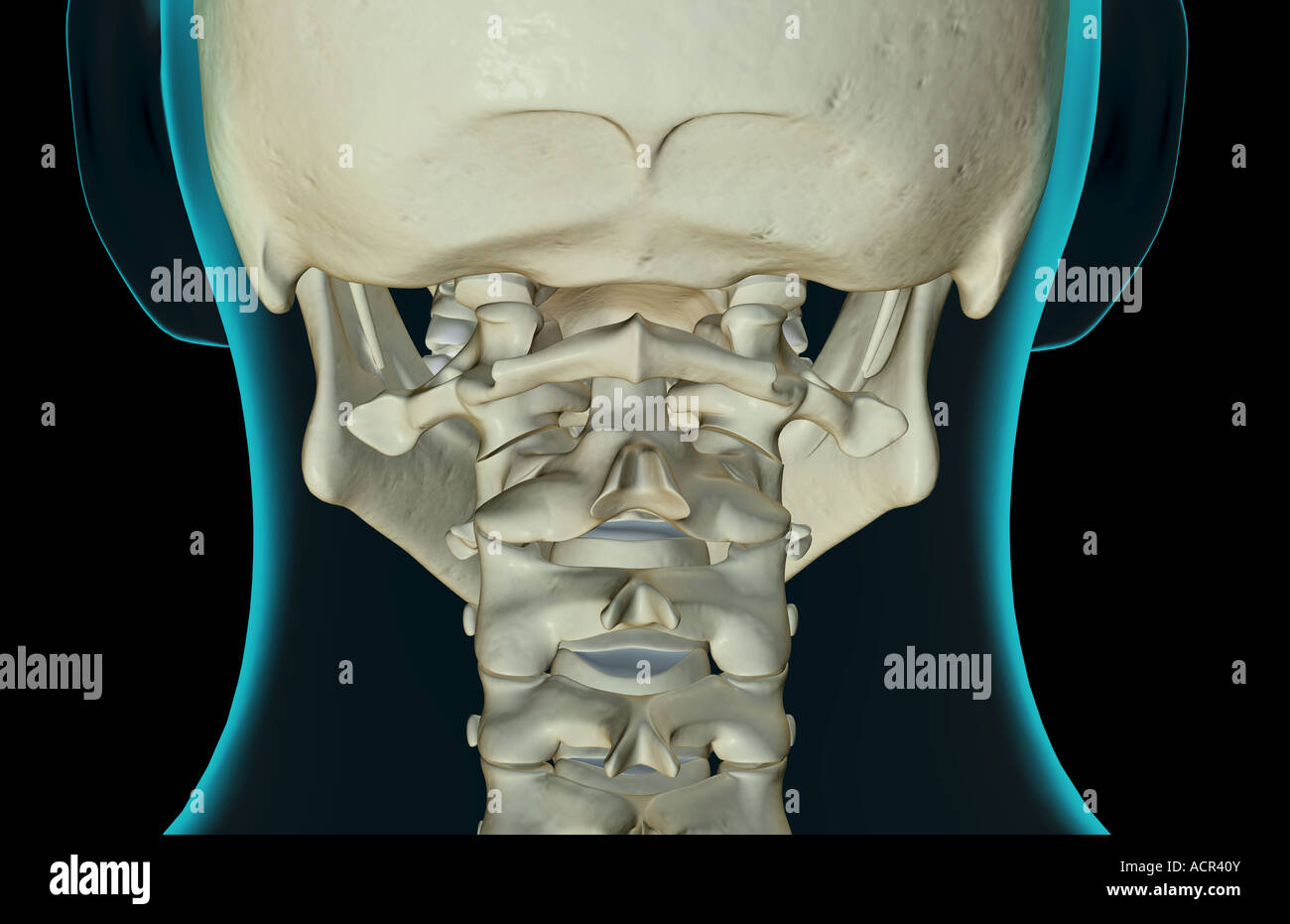 The bones of the neck Stock Photo - Alamy