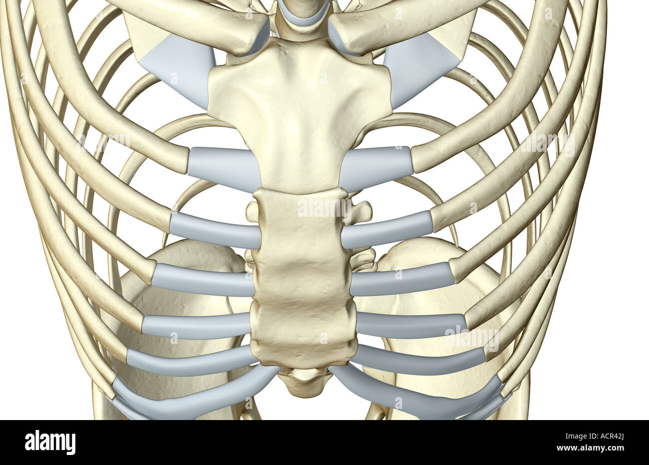 The bones of the chest Stock Photo - Alamy