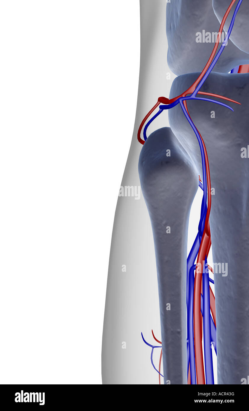 Anterior tibial vein hi-res stock photography and images - Alamy