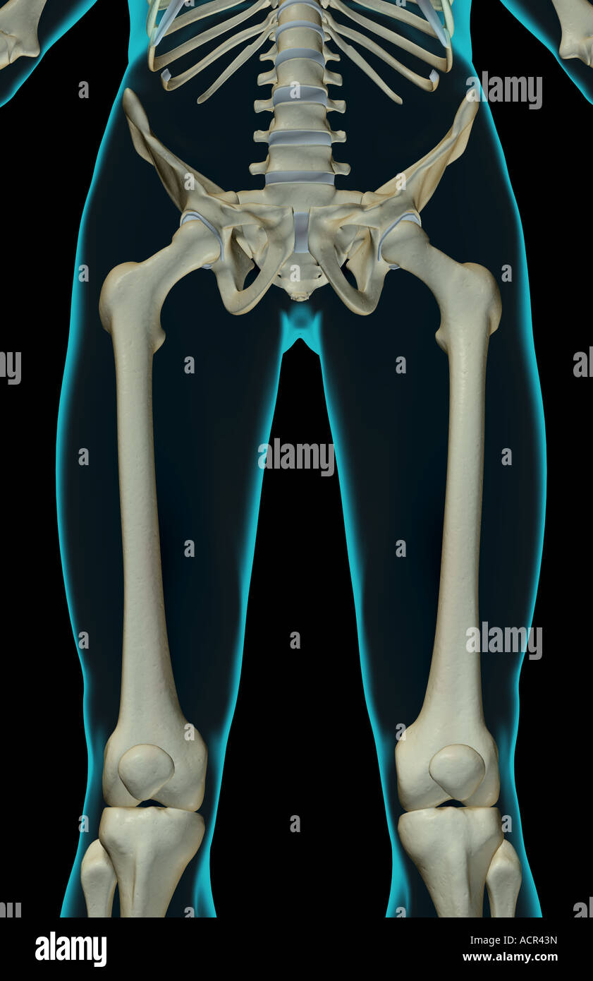 Lower Limb Skeletal Anatomy