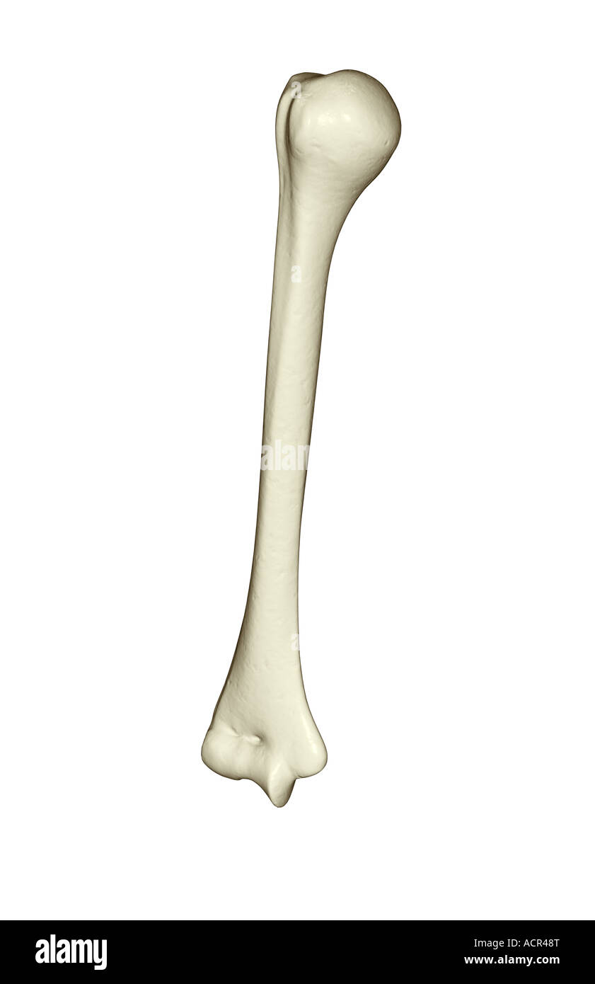 Humerus hi-res stock photography and images - Alamy
