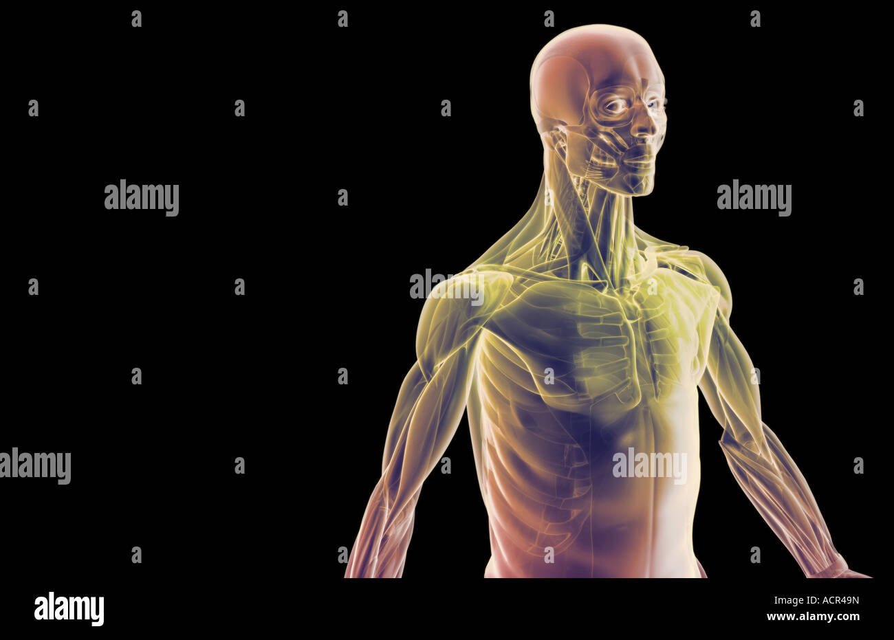 The muscles of the upper body Stock Photo - Alamy